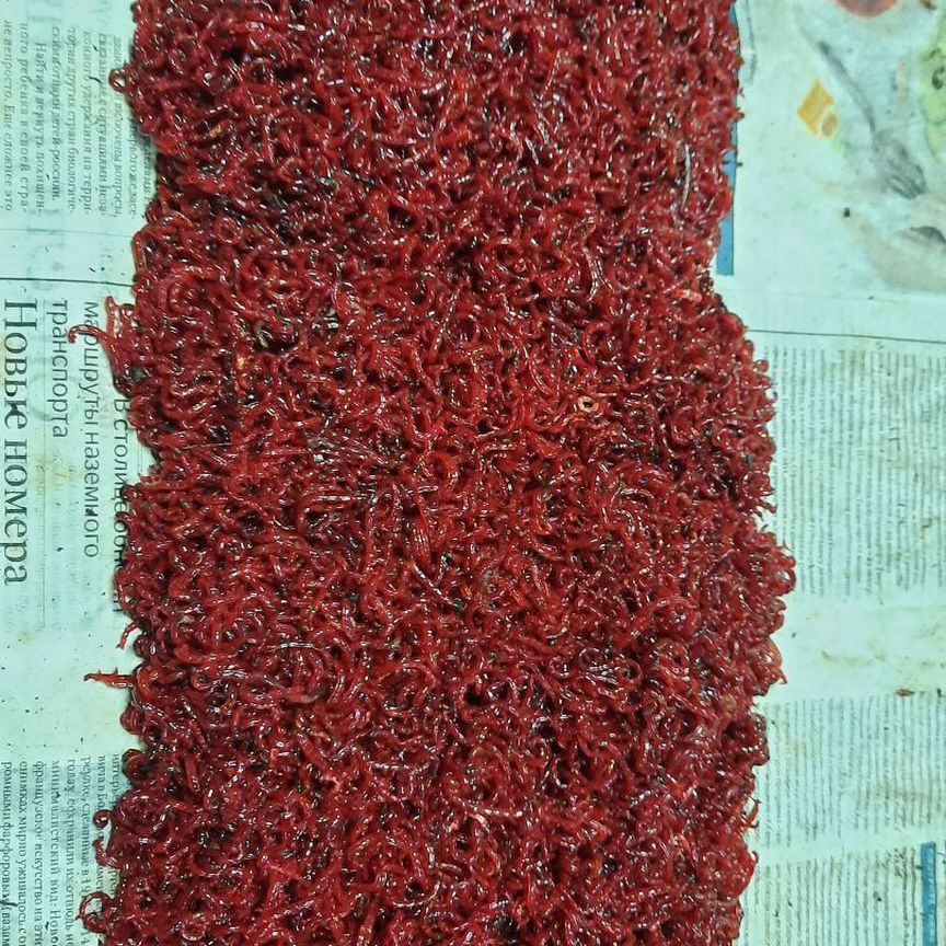 Мотыль живой крупный