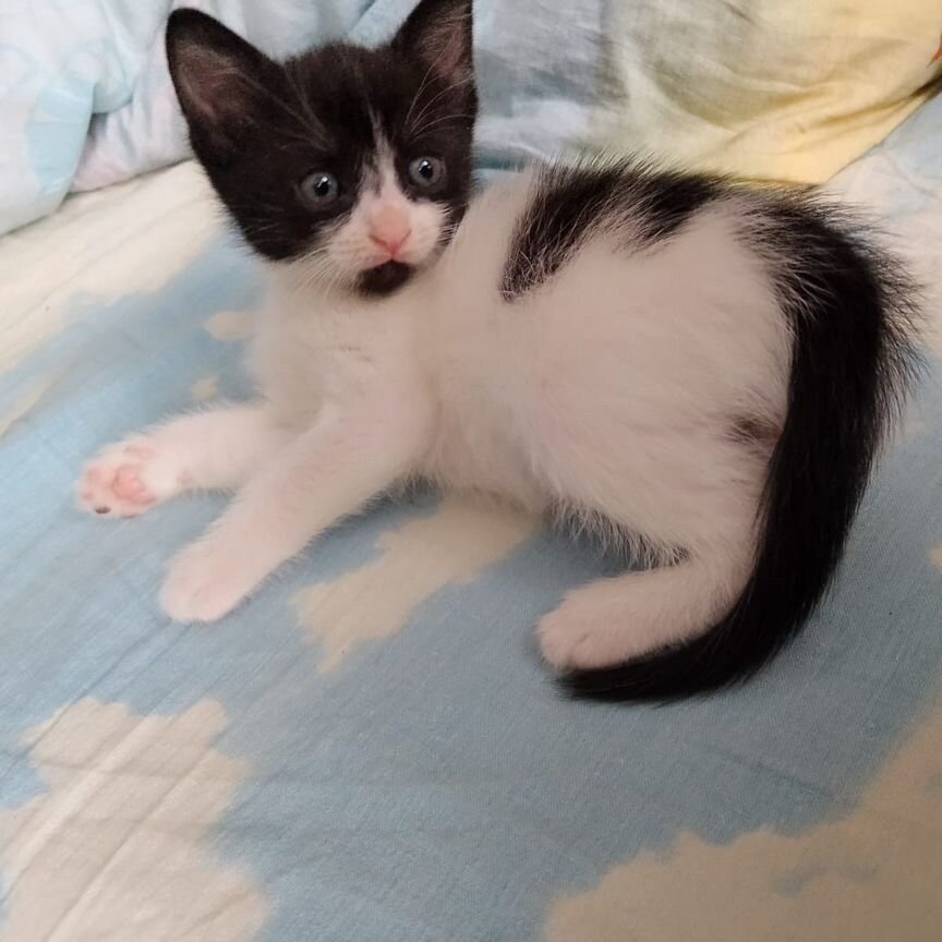 Черно белый котенок "Ярополк"