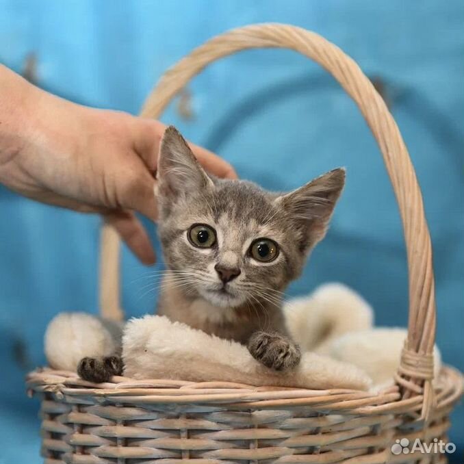 Котёнок из потопа в Херсоне серый маленький