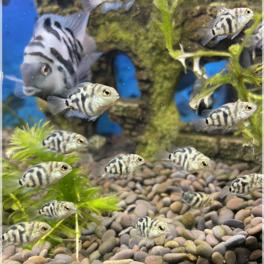 Рыбка сапфировый попугай