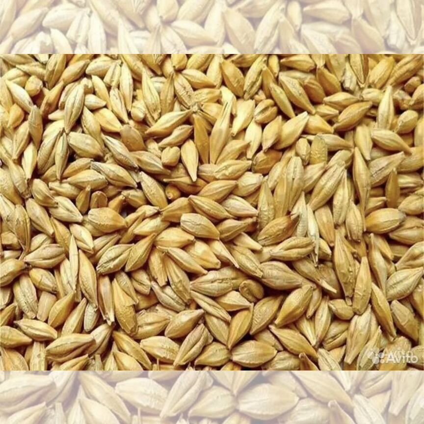 Ячмень яровой