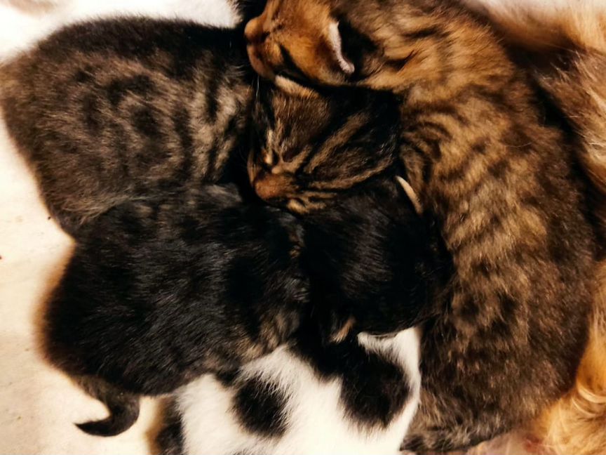 Котята месячные