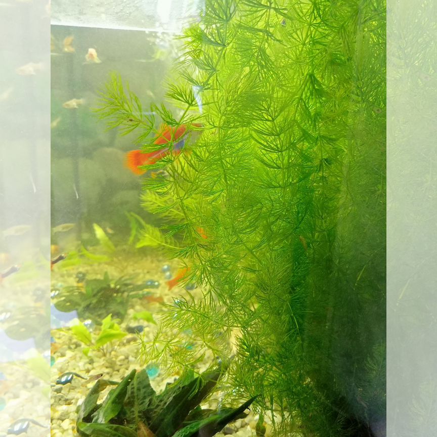 Роголистник в аквариум