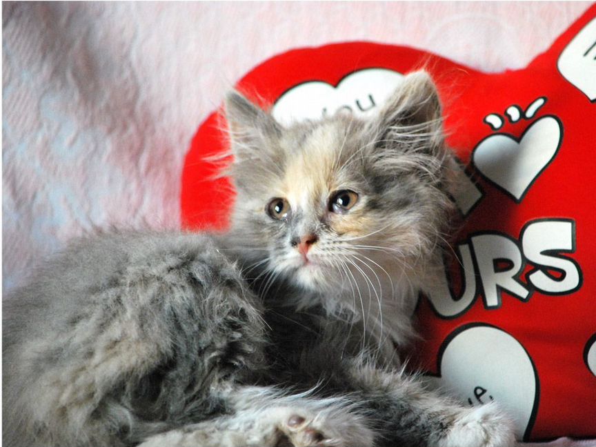 Котята в добрые руки бесплатно