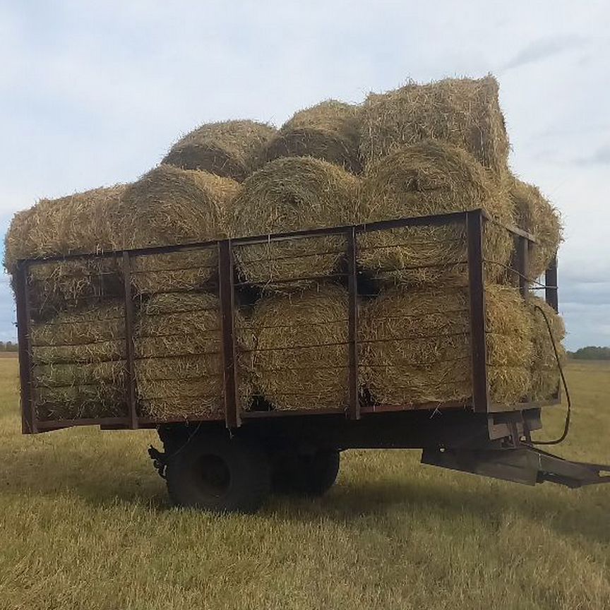 Солома в рулонах ячменная