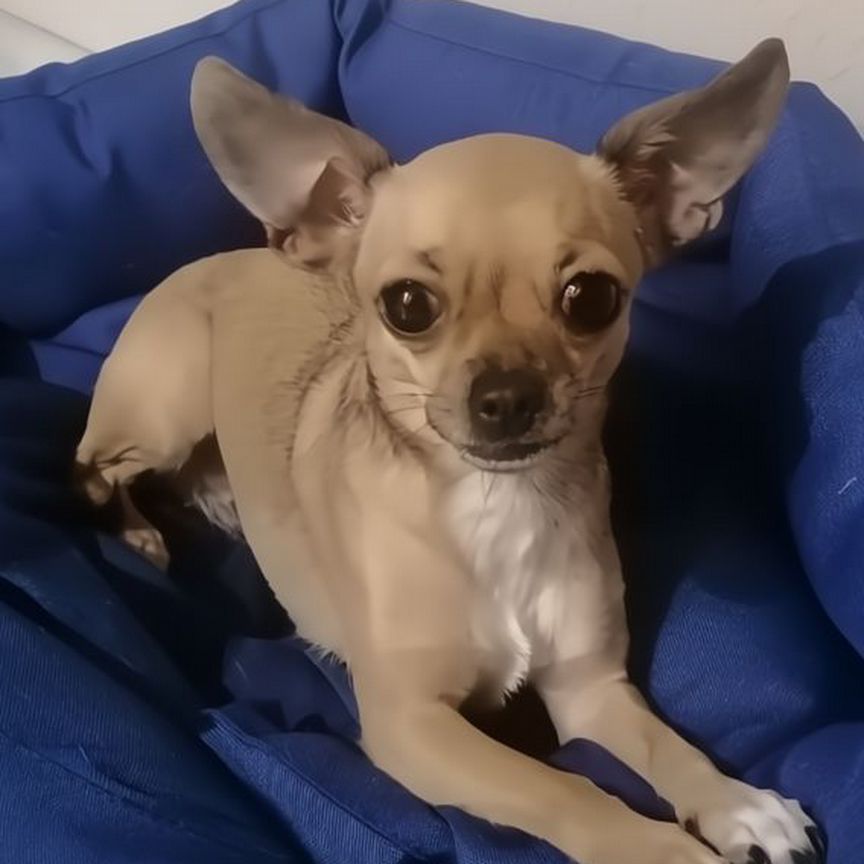 Русский той-терьер, взрослая собака