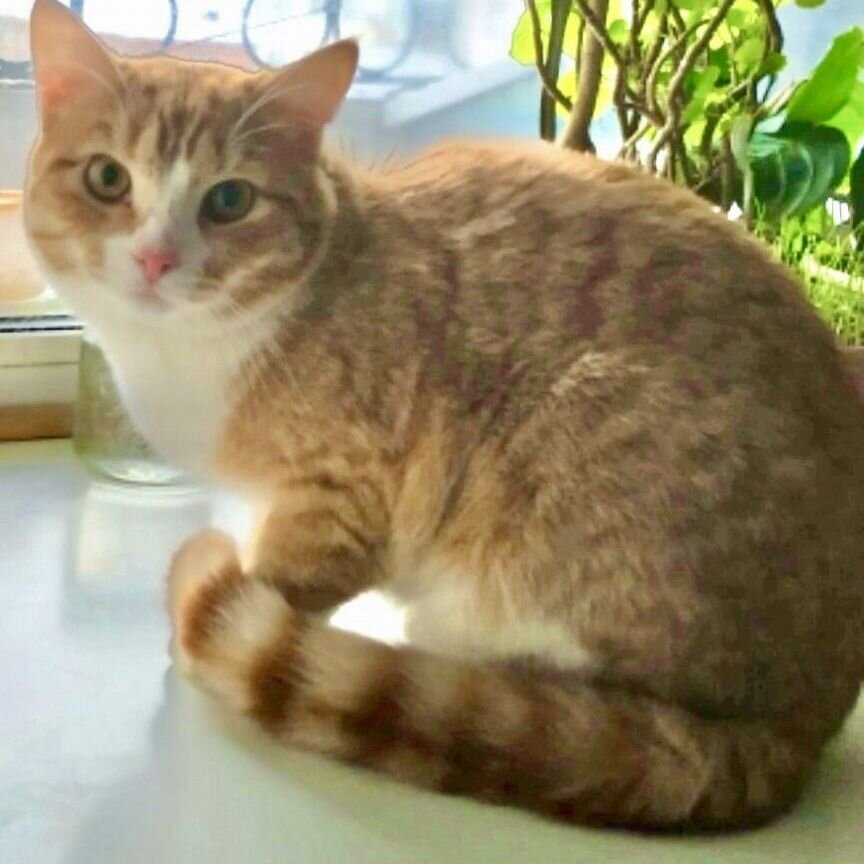 Взрослый кот в добрые руки