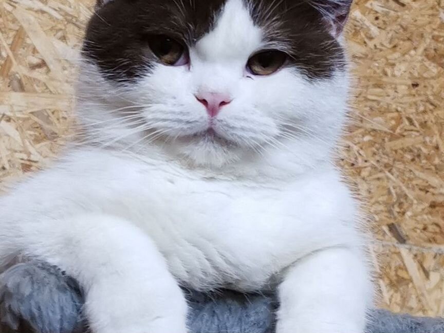 Шоколадный британец