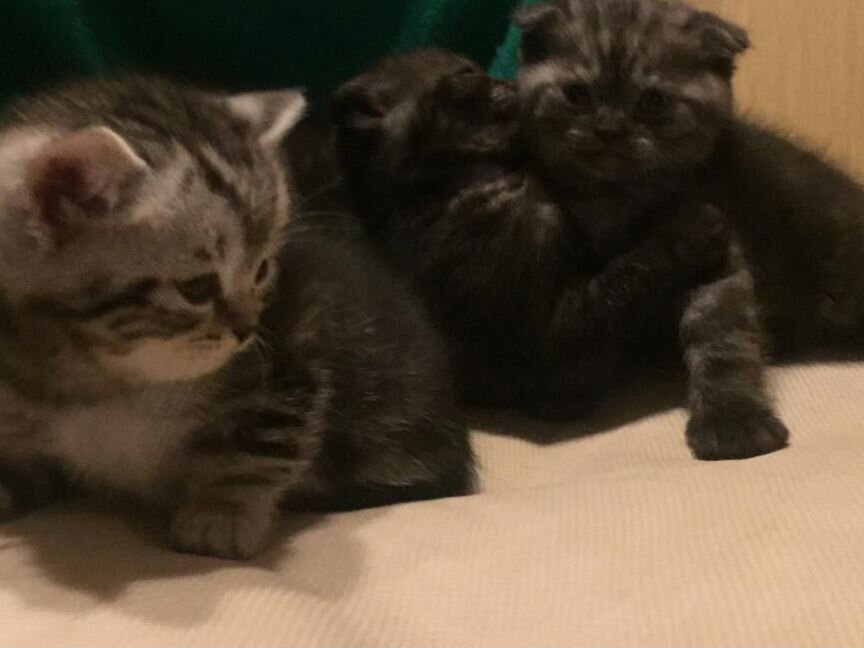 Котята Британцы