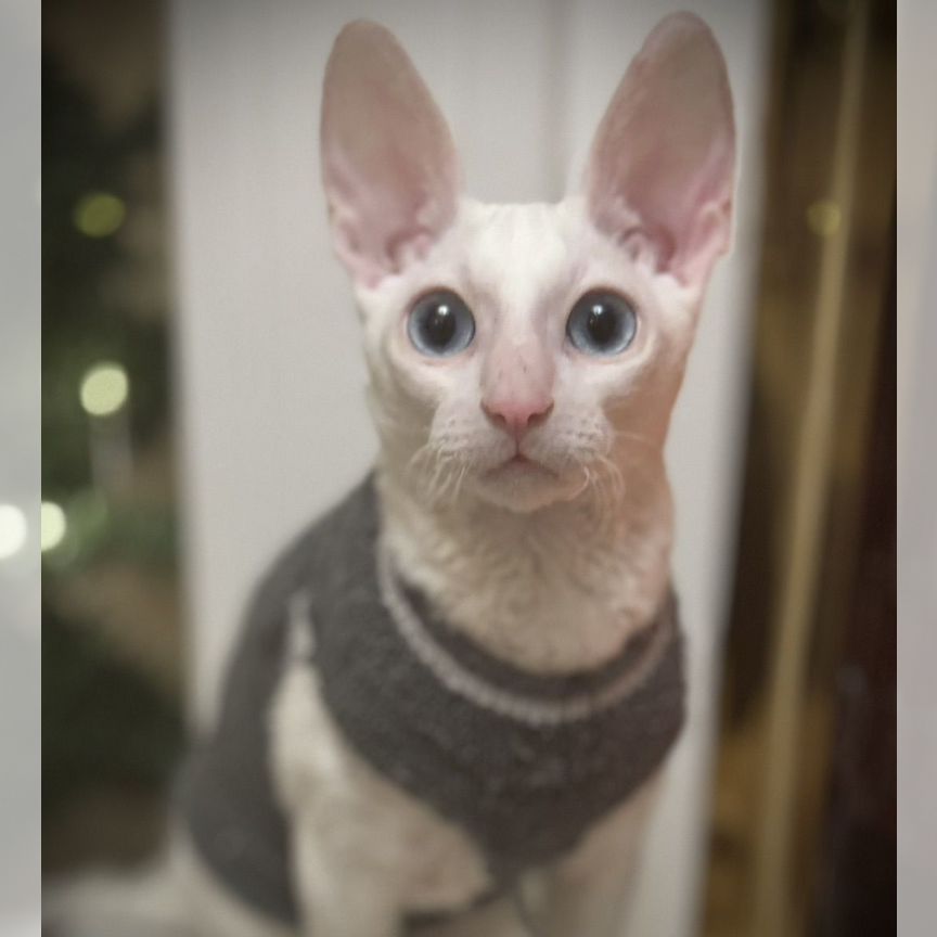 Корниш-рекс котёнок