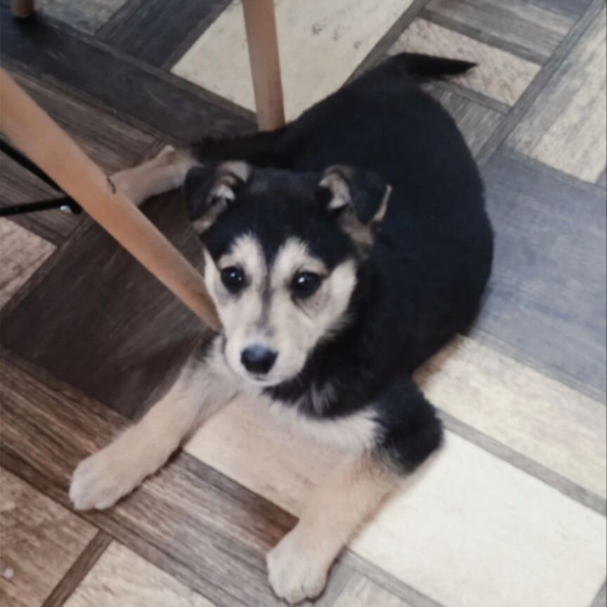 Щенки в добрые руки