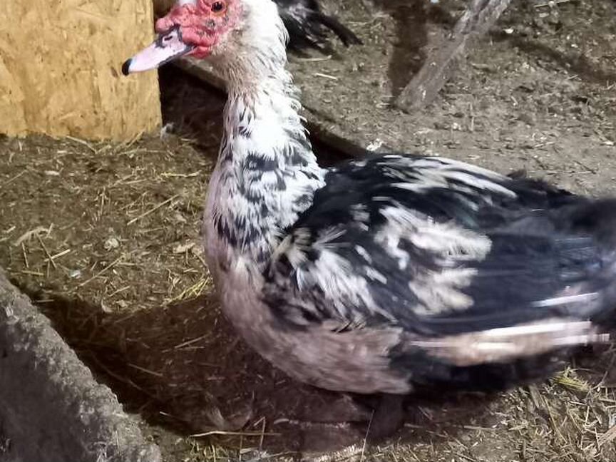 Мускусные утки