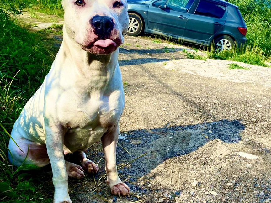 Вязка питбуль. Бьянка ищет жениха)