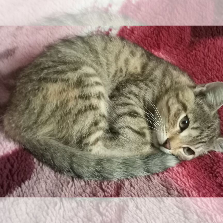 Кошечка