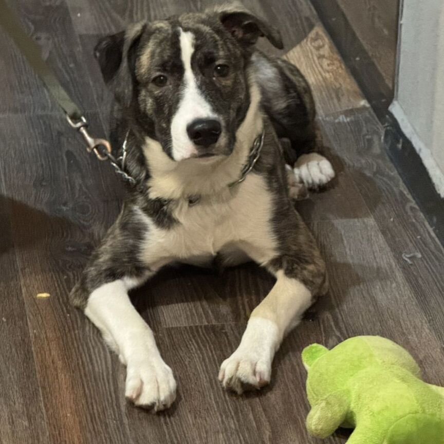 Американский стаффордширский терьер, взрослый пёс