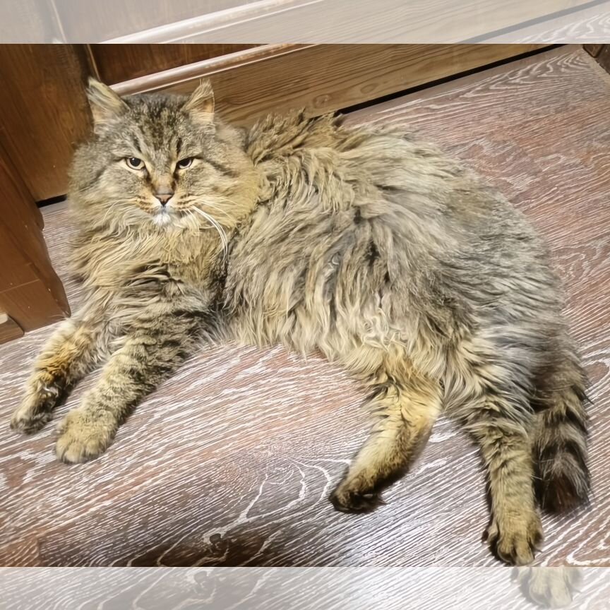 Взрослый кот в добрые руки