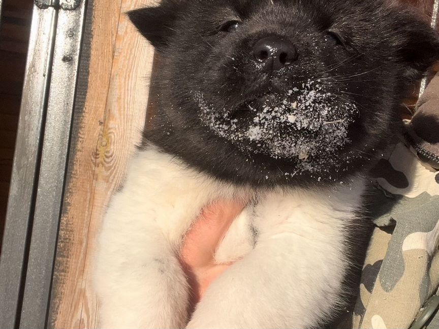 Самые лучшие щенки американской акиты