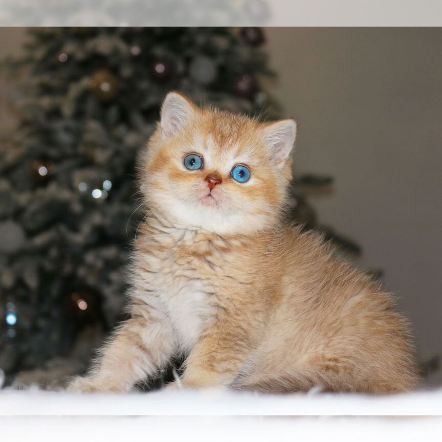 Шотландский прямоухий короткошёрстный котёнок