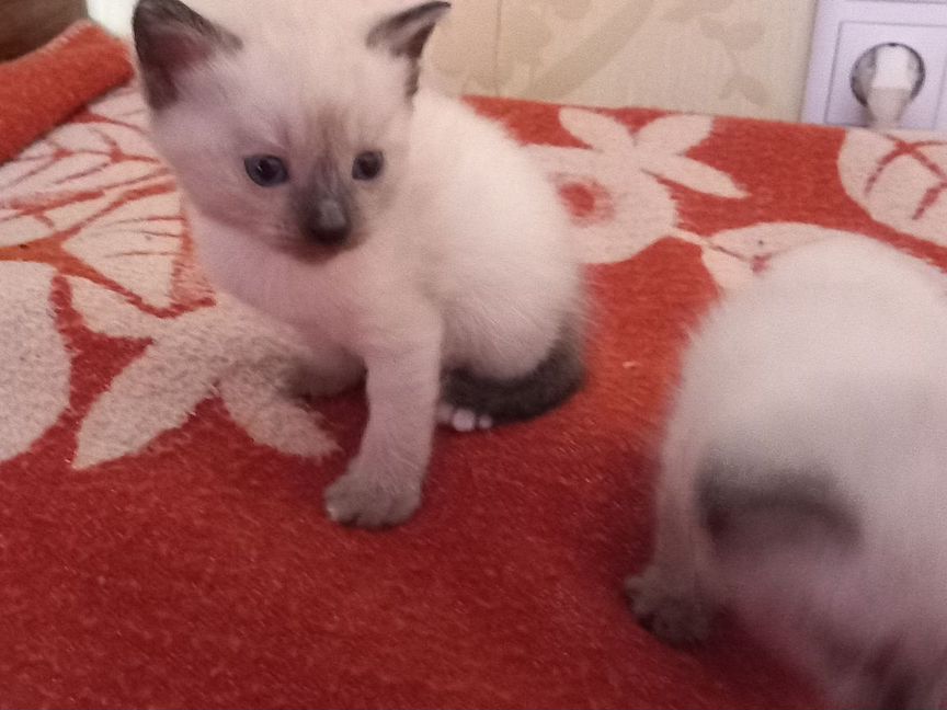 Продам Сиамского котенка