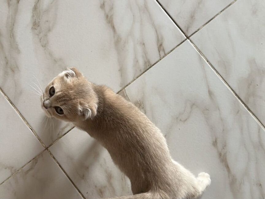 Шотландская кошка золотая шиншила