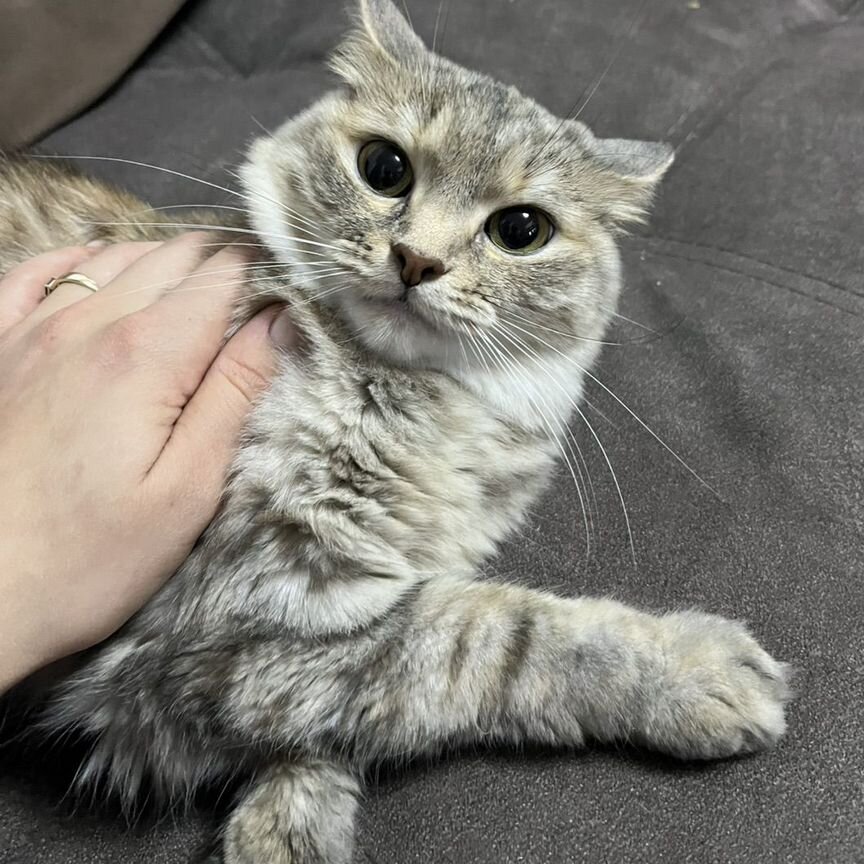 Котенок