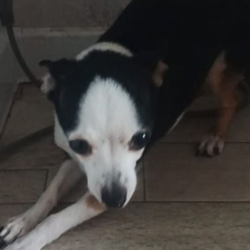 Русский той-терьер, взрослый пёс