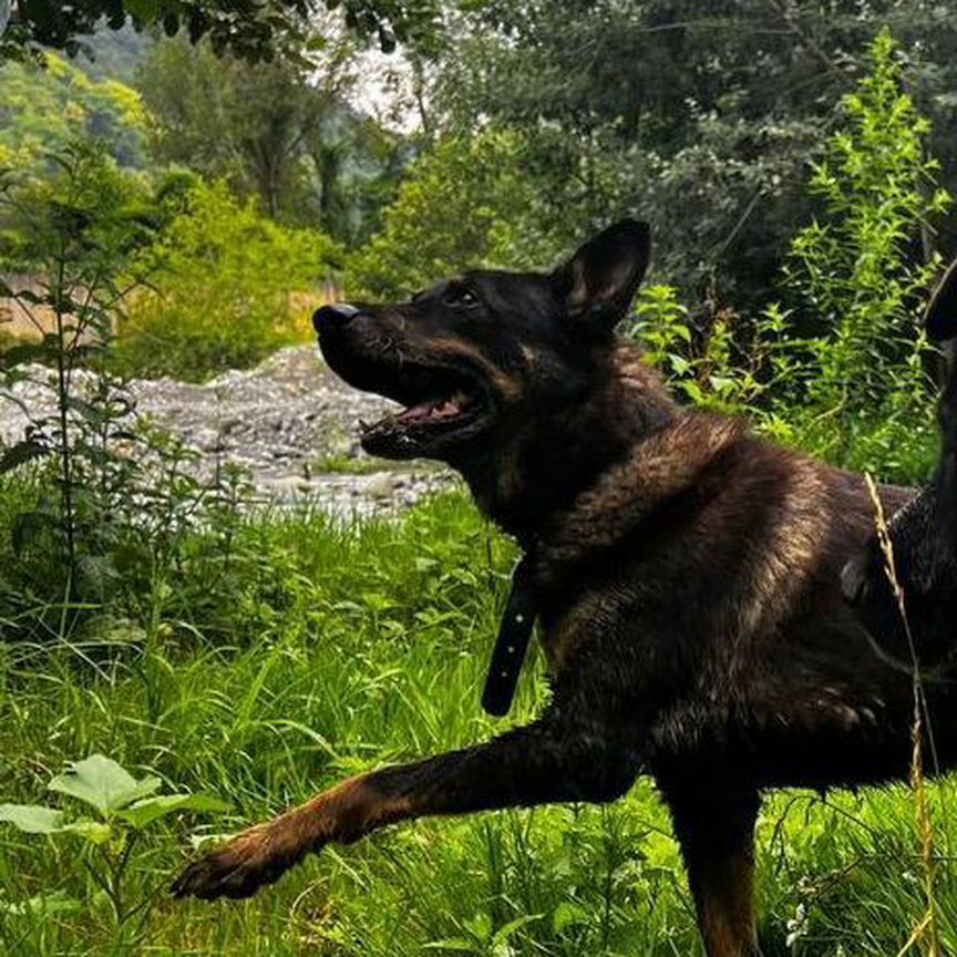 Преданный друг ищет дом