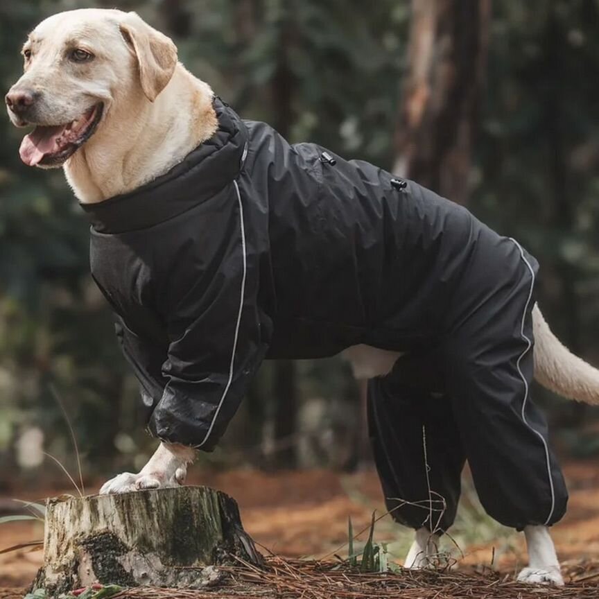 Одежда для собак