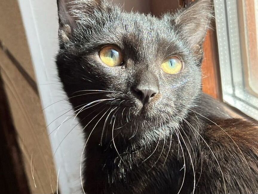 Кошечка срочно ищет дом