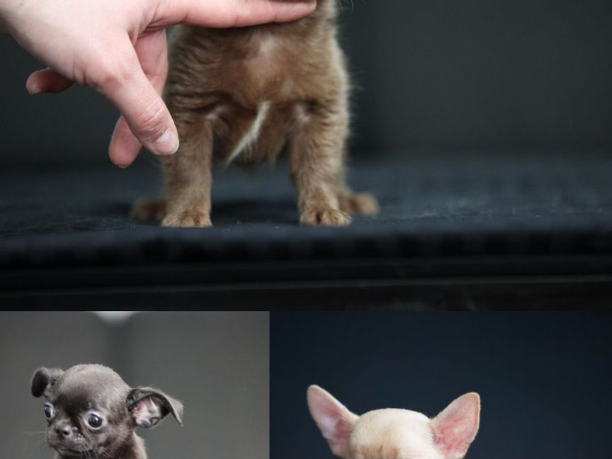 Щенки чихуахуа