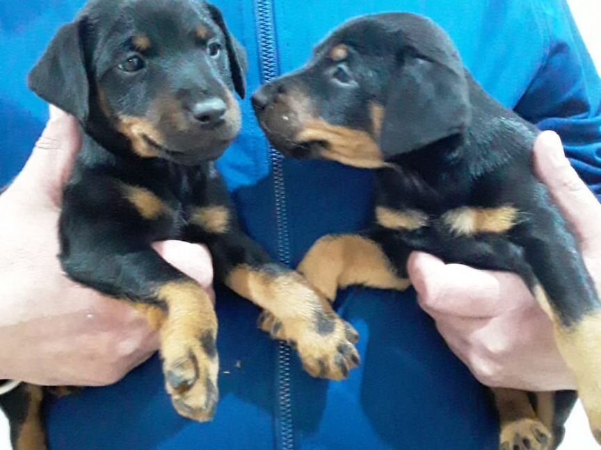 Щенки ягдтерьера