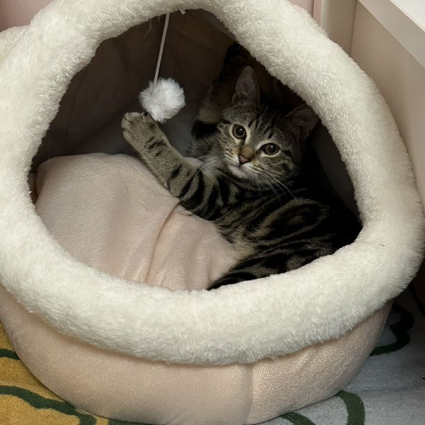 Лежанка для кошек