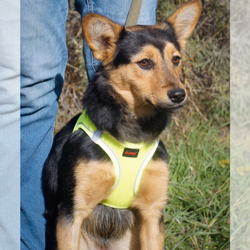 Девочка Лаки в добрые руки