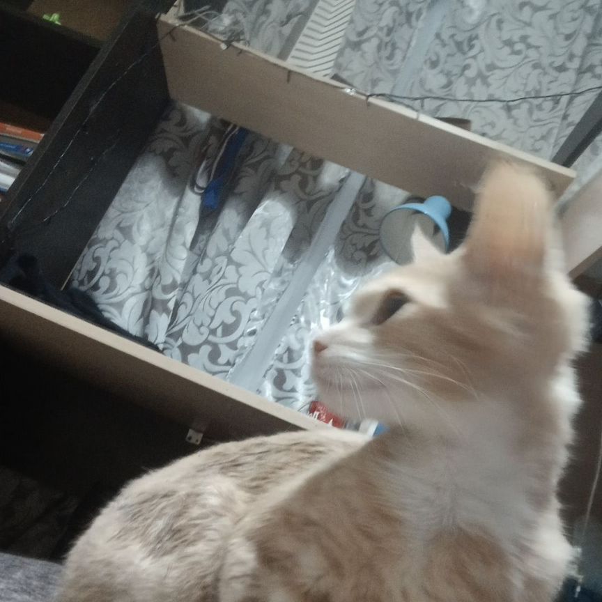 Абиссинская котенок отдам в добрые руки