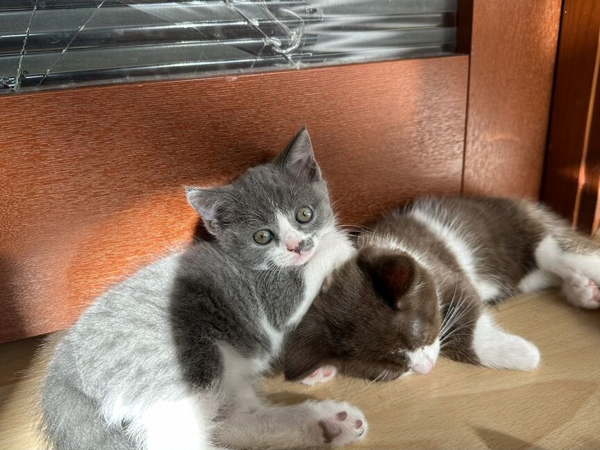 Шотландские котята