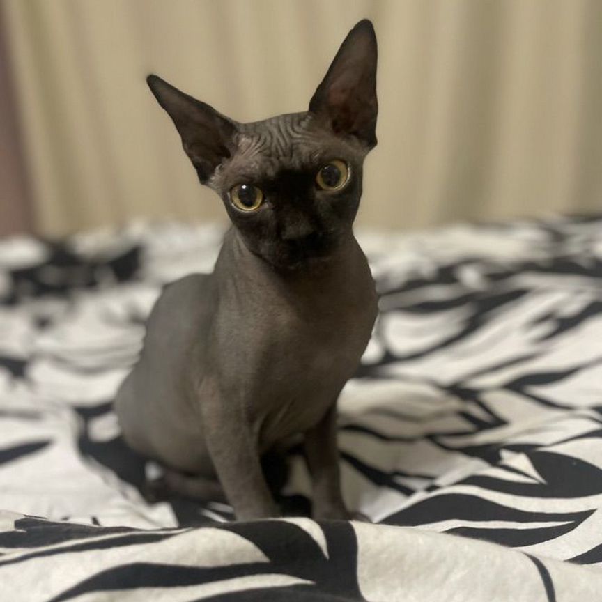 Канадский сфинкс