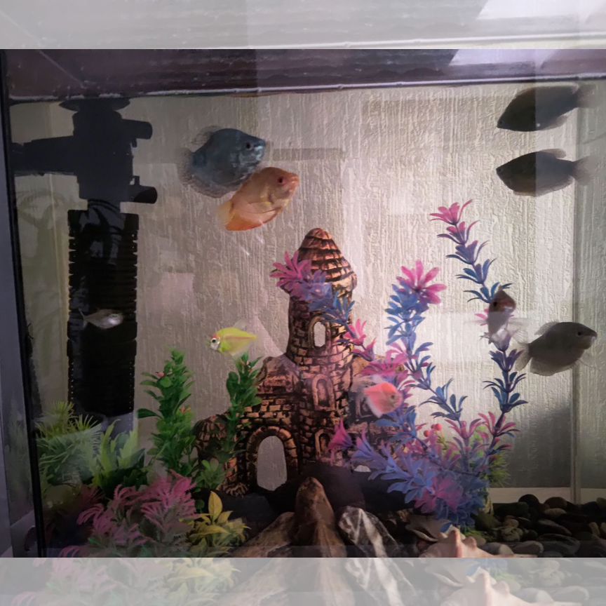 Аквариум с рыбками