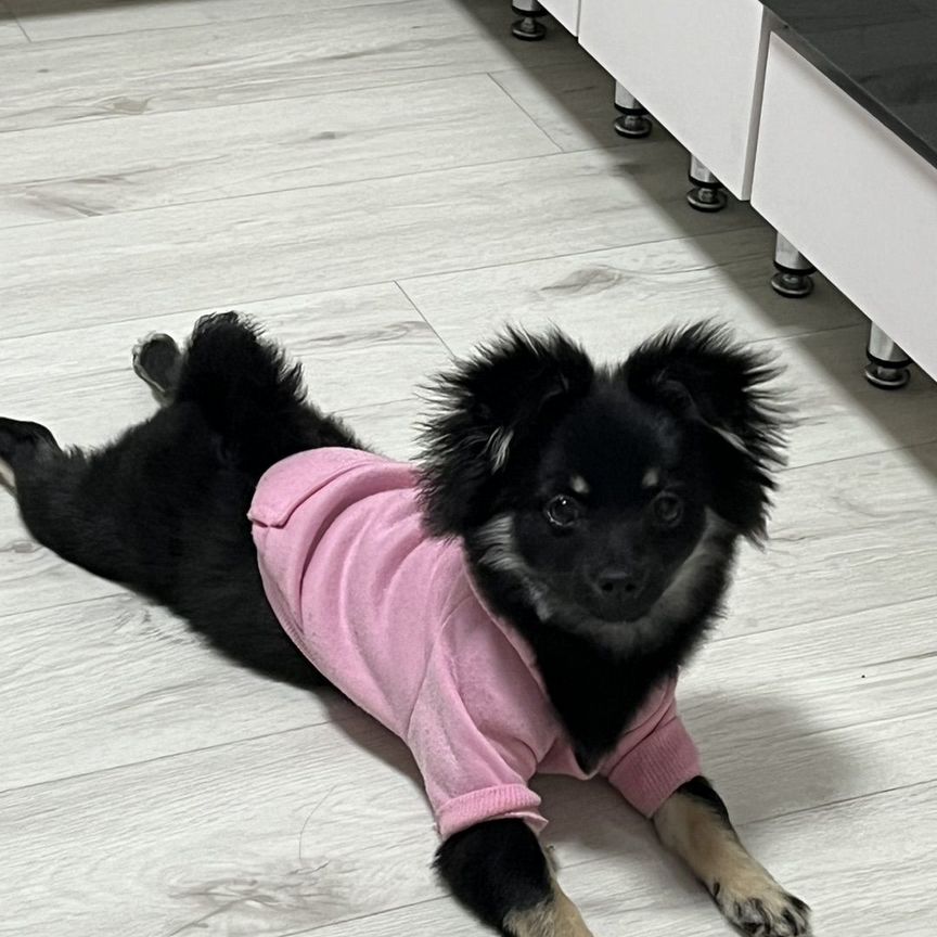 Помчи собака