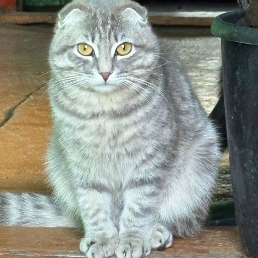 Шотландский вислоухий короткошёрстный котёнок