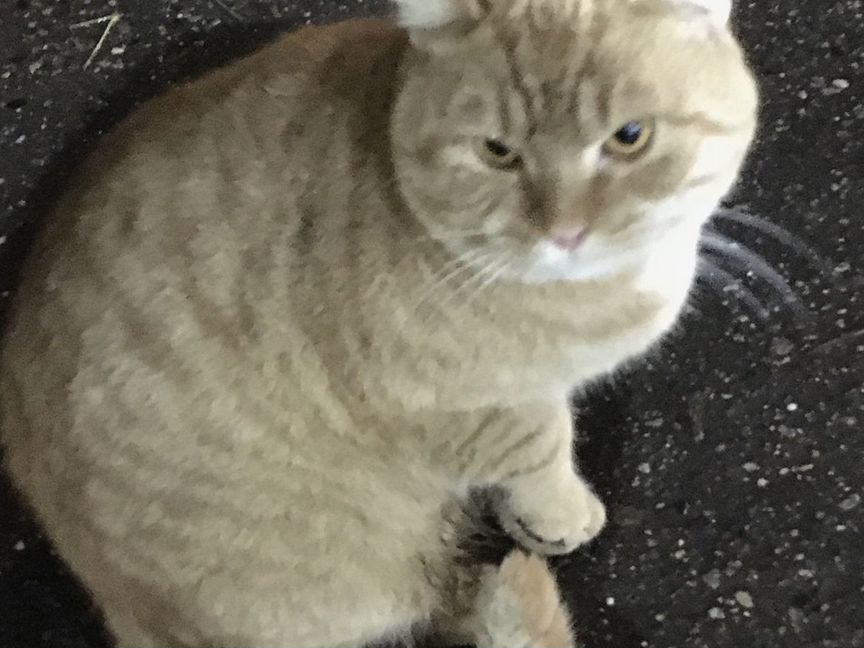 Найденному домашнему котику ищу дом