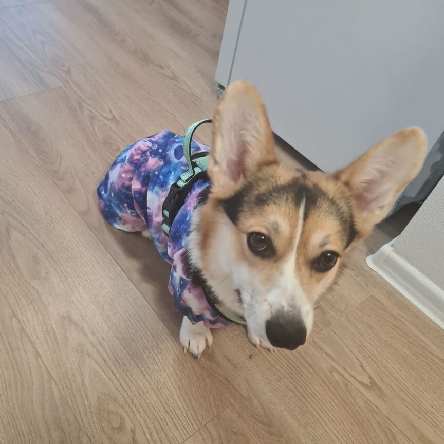 Продам мальчика-корги