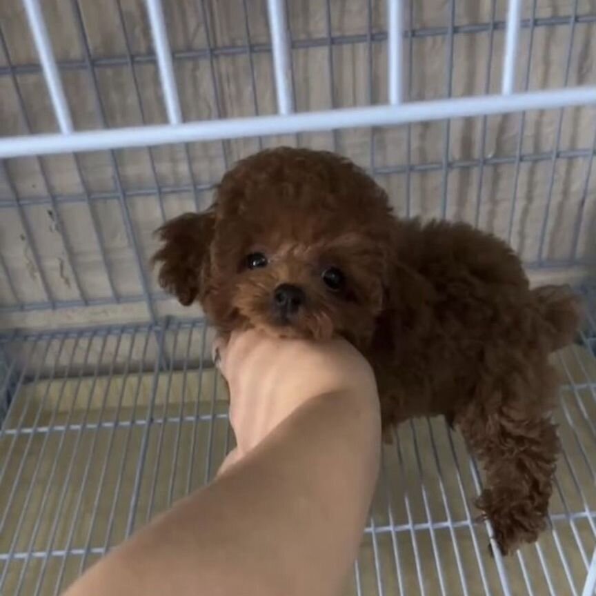 Тикап Тедди пудель из Китая девочка