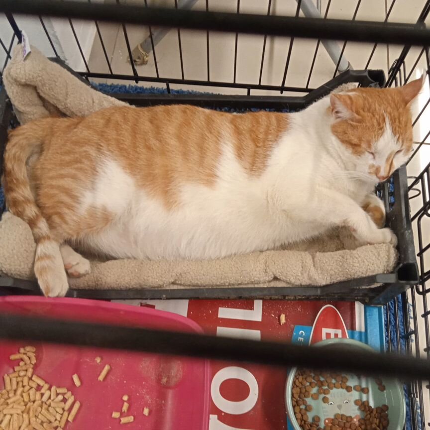 Котик Сёма