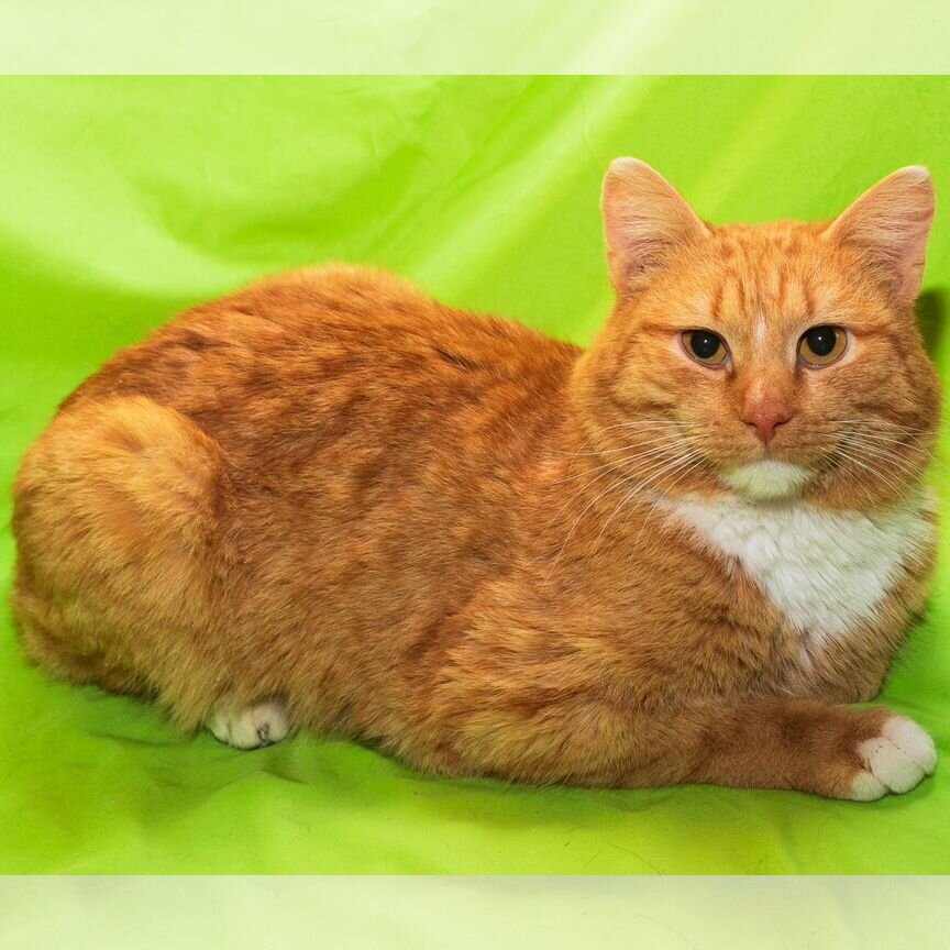 Селим Котик нежнее нежности