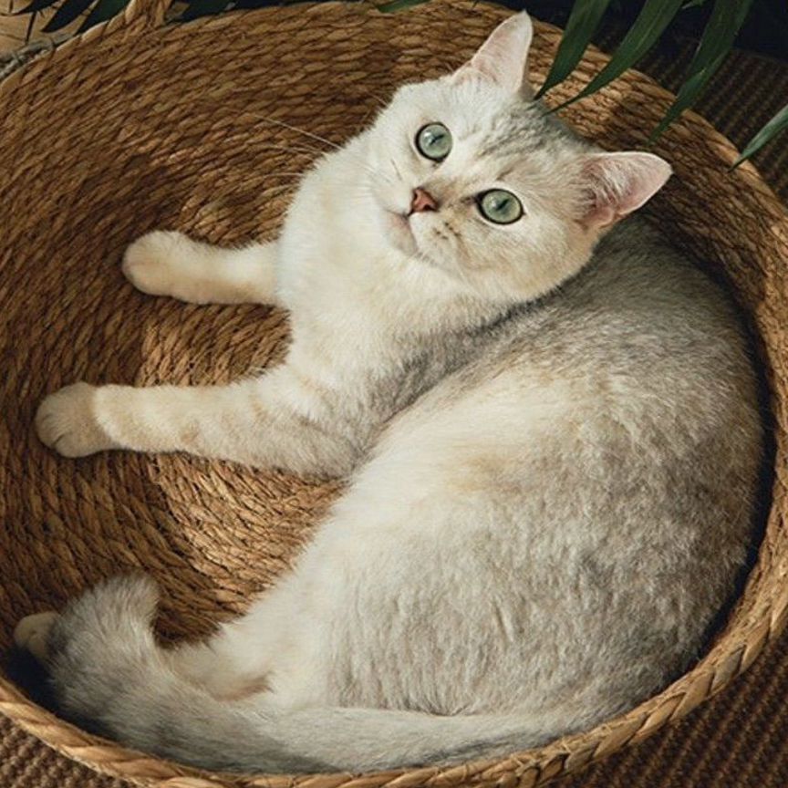 Лежанка для животных, бамбук