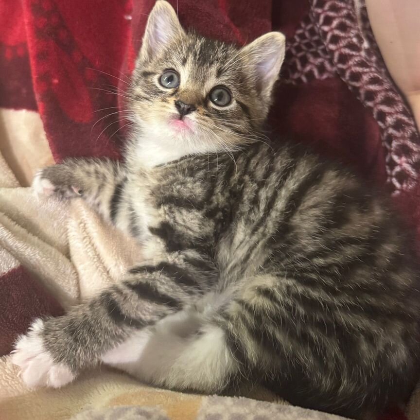 Котенок в добрые руки