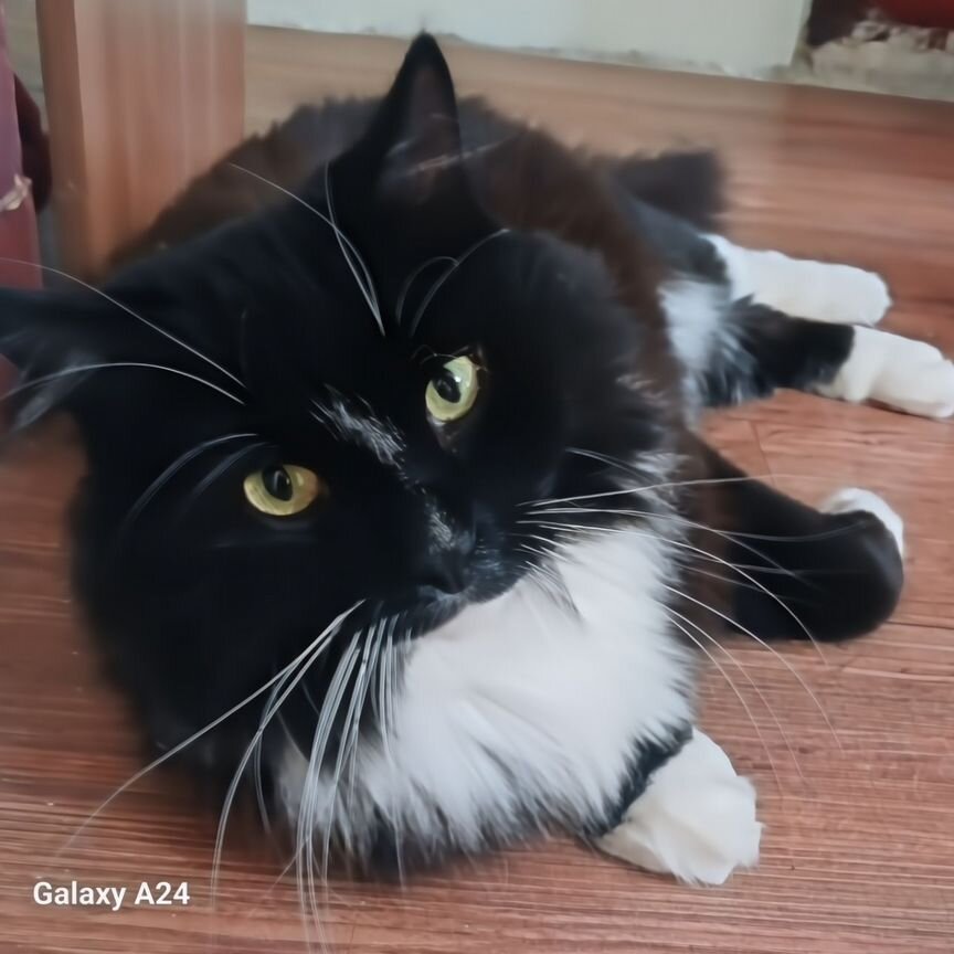 Взрослый кот в добрые руки