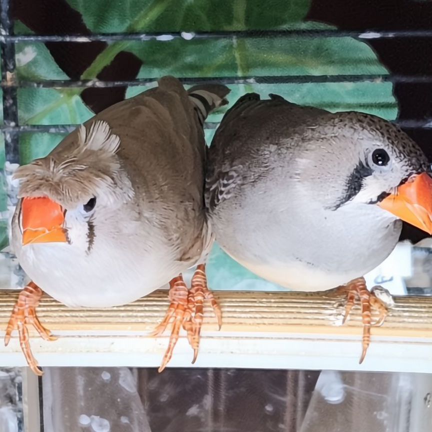 Зебровые амадины самки