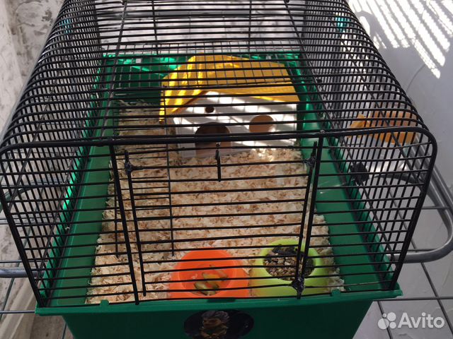 Отдам хомяка