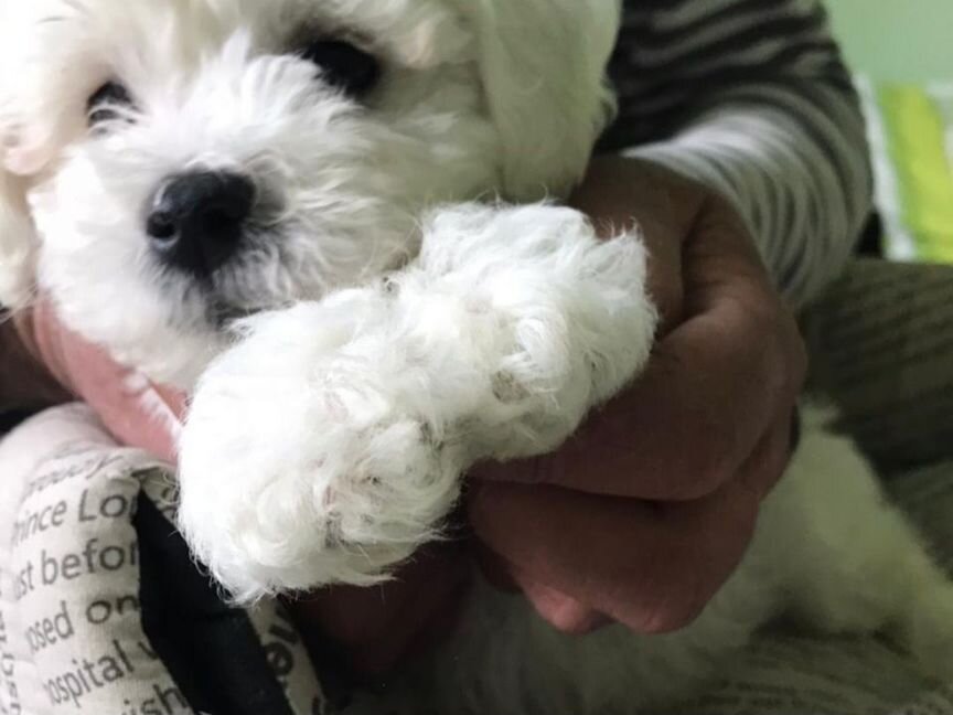 Бишон фризе мальчики и девочки Москва